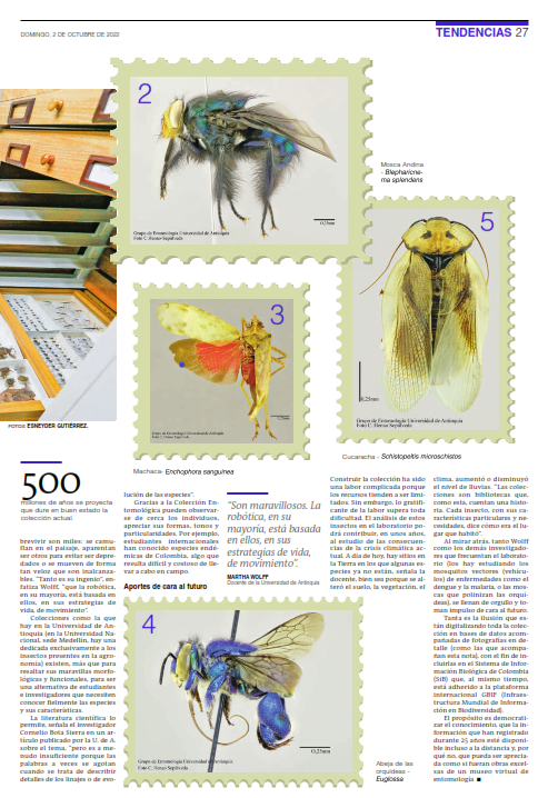 Mariposas, cucarrones, moscas: un millón de insectos disecados en un ...